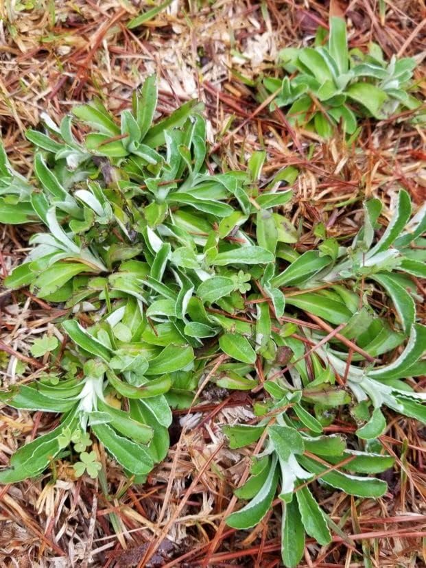 Amazon.com : Wandering Cudweed 100 Seeds Fresh Plant for Gardening ...