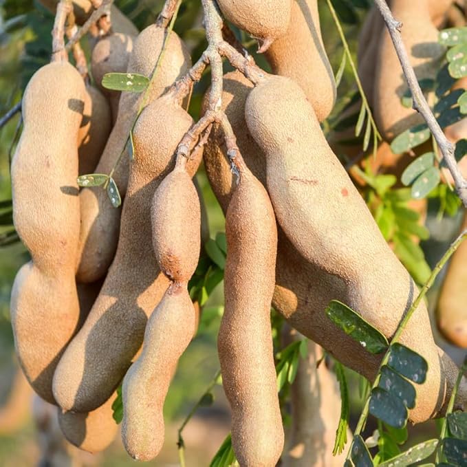 Amazon.com : Sweet Tamarind Tree Live Plant 2 to 3 Feet Height, Large ...