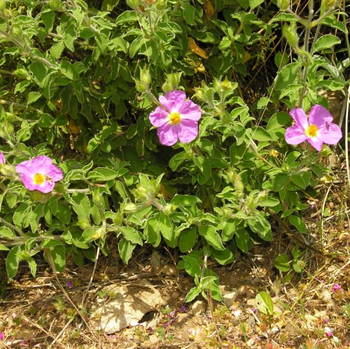 Helianthemum nummularium - How to grow & care