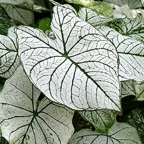 White Christmas Caladium Care Guide For Angel Wings - Garden Go Time