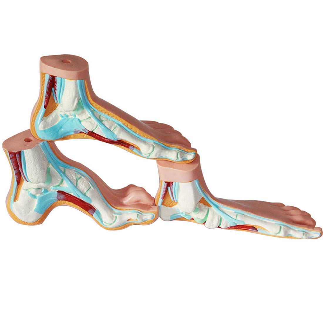 Buy Educational Model Human Foot Ankle Joint Model with Ligament ...