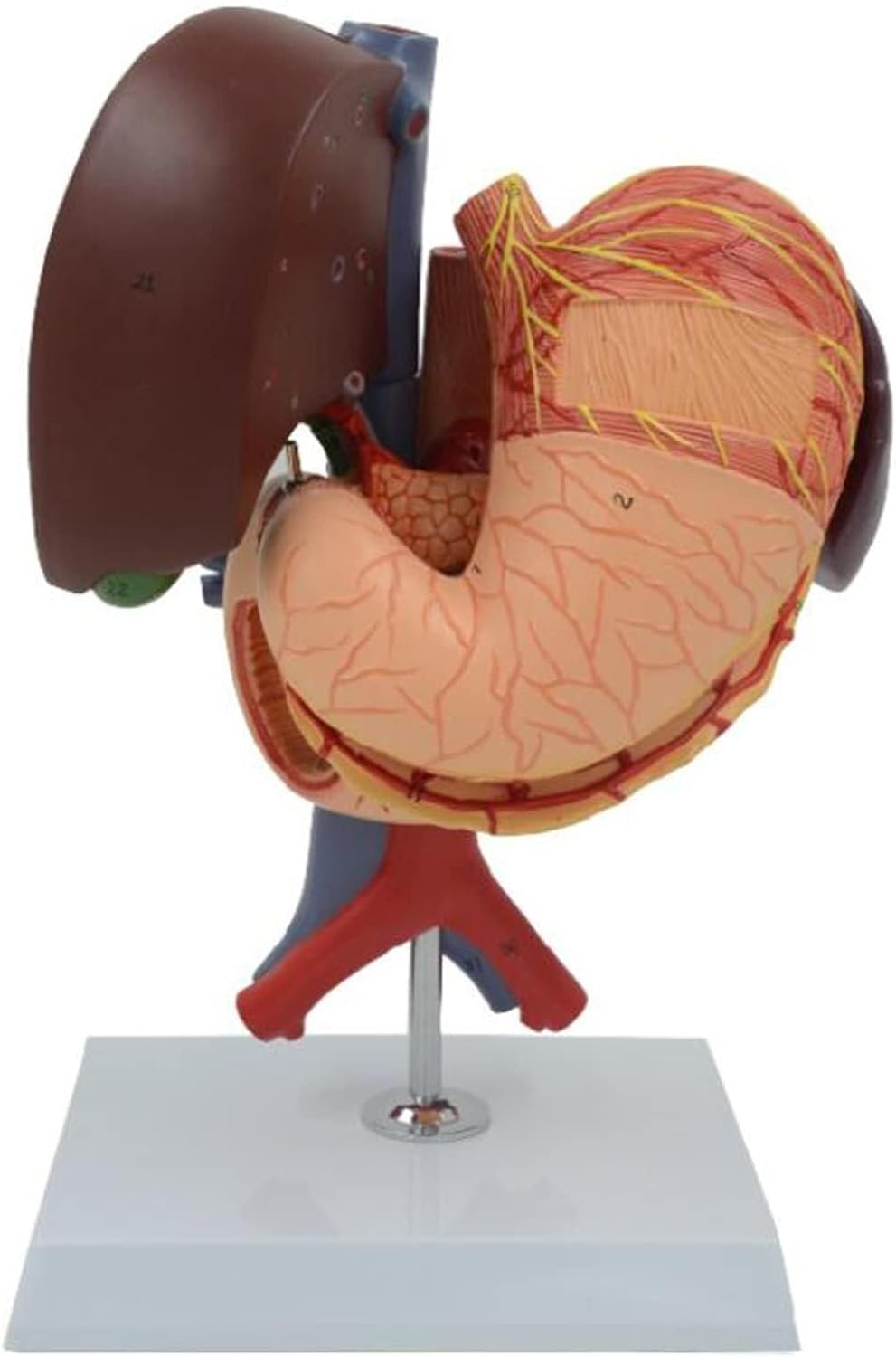 Amazon.com: GEMCORE Human Body Model Anatomy, Human Stomach Liver ...