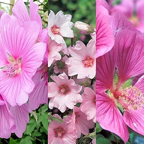 3 x Lavatera Mix Inv Varieties Like 'Rosea' - 'Barnsley' - 'Burgundy ...