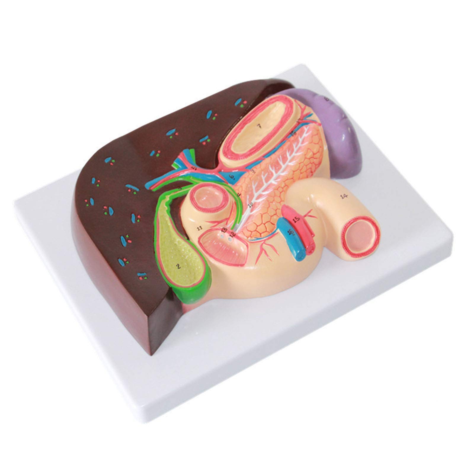 Buy Anatomical Model Stomach Section Model, Liver Anatomical Model ...