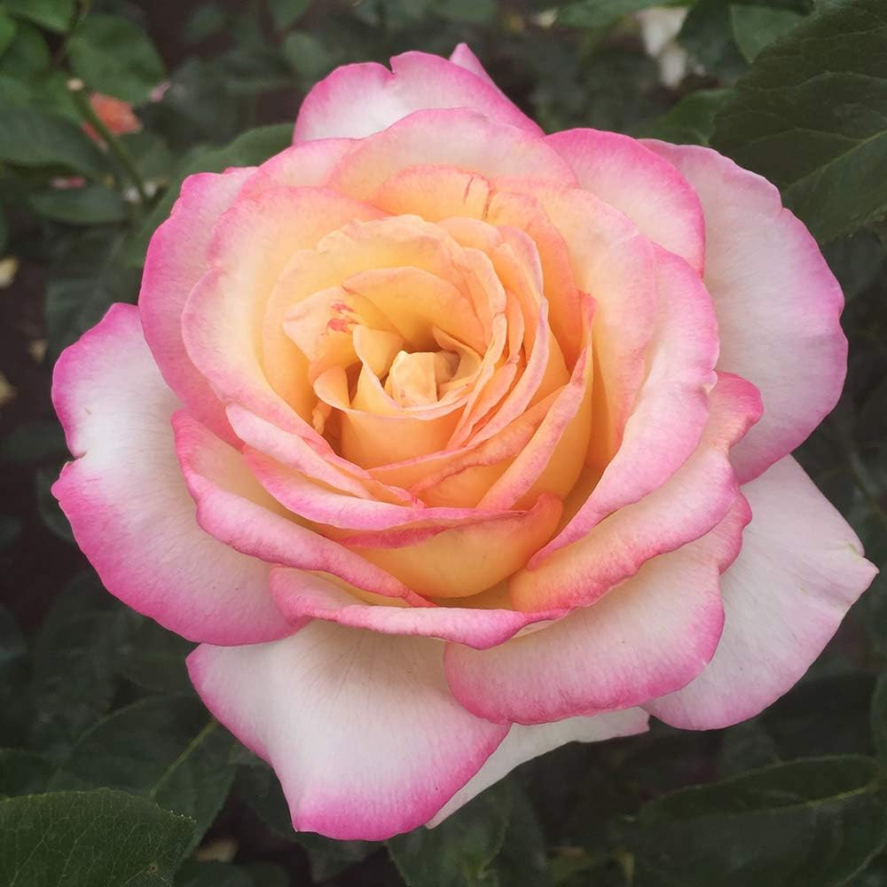 Amazon.com : Heirloom Roses Rose Plant - Peace Rose Bush, Hybrid Tea Roses, Live Plant for ...