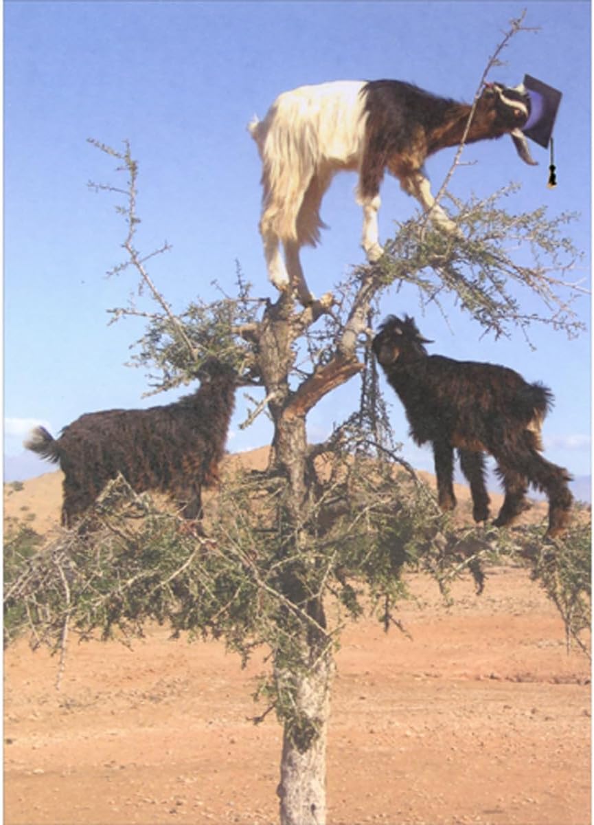 Amazon.com : Designer Greetings Three Brown and White Goats Standing on ...