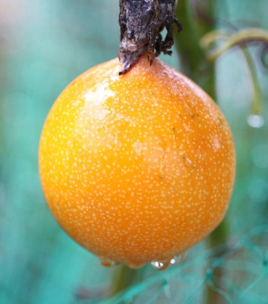 Amazon.com : Sweet Granadilla -Passiflora Ligularis passion flower ...