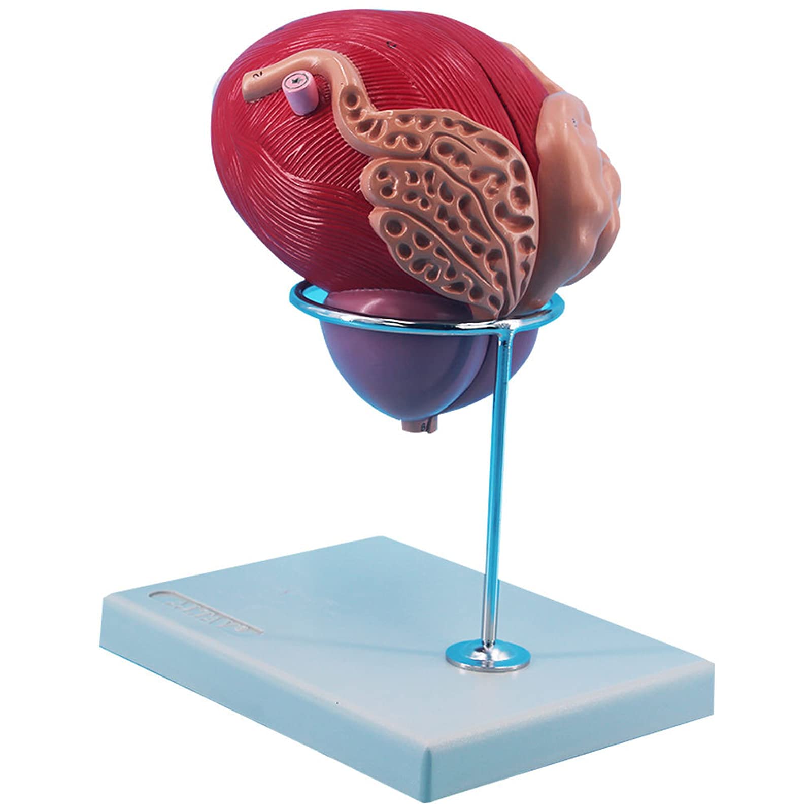 Buy Human Bladder Model, Prostate Model, Anatomical Model of ...