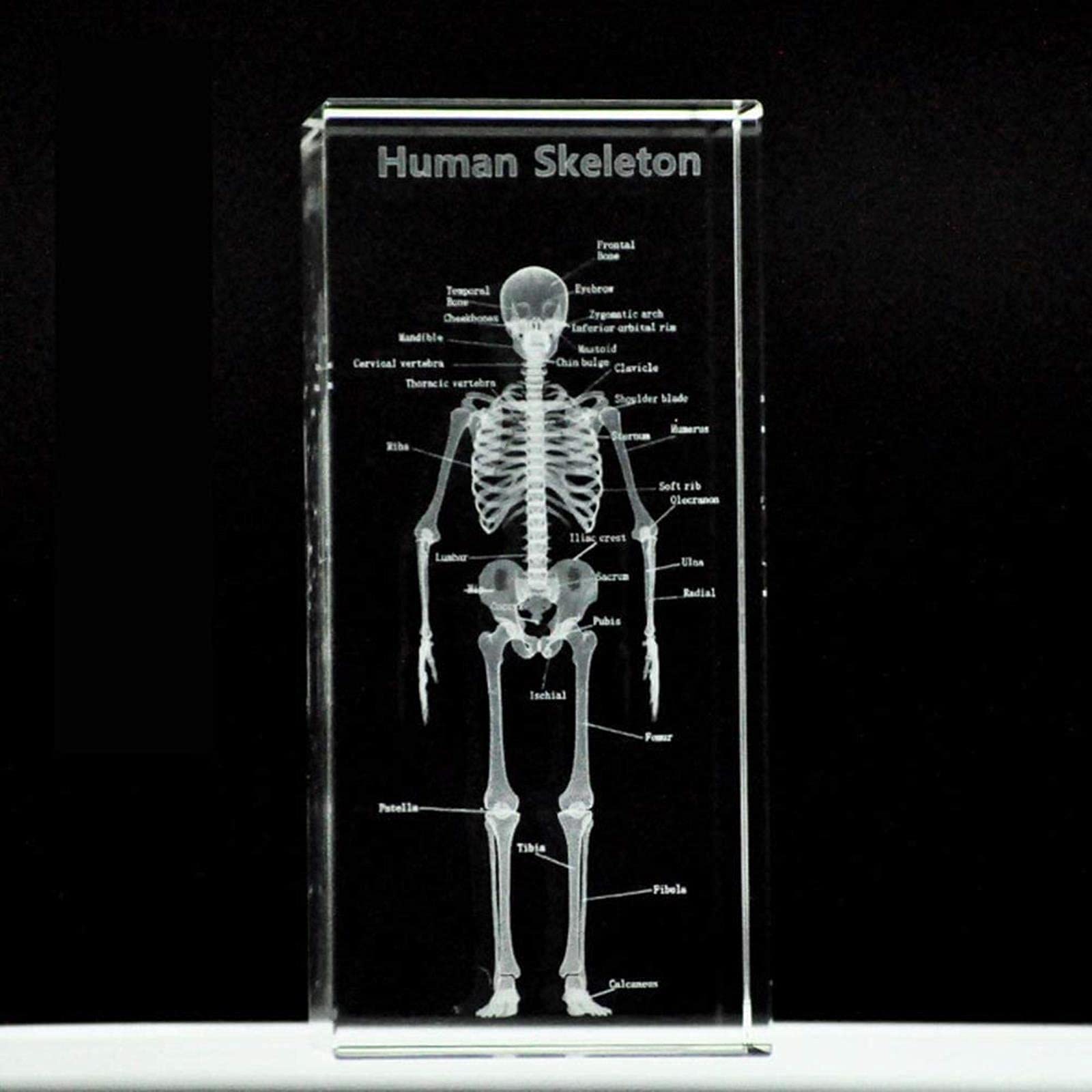 Buy RTYUI Medical Model Medical Science Gift Human 3D Anatomy ...