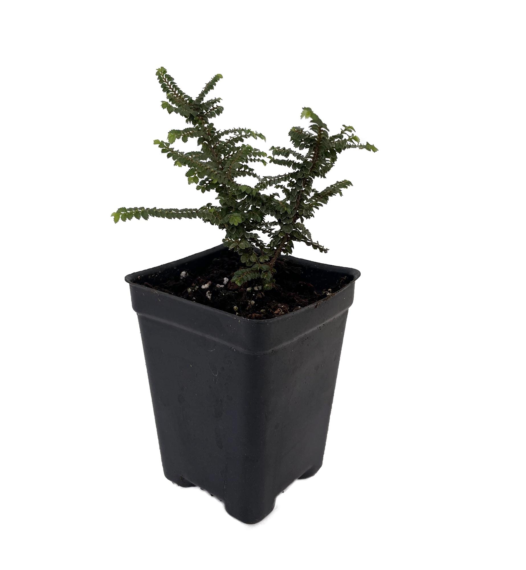 Amazon.com : Hokkaido Dwarf Chinese Elm - Ulmus parvifolia - 2.5" Pot ...