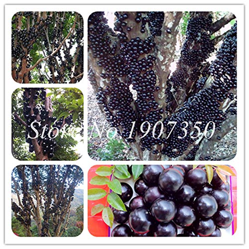 Graines De Jaboticaba Bllue 100pcs Jaboticaba Fruit Bonsaï Raisin