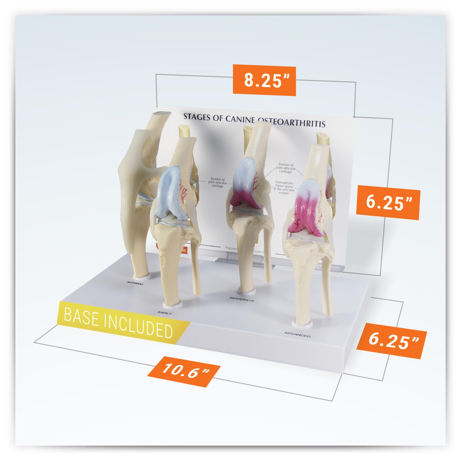 Snapklik.com : 4-Stage Canine Knee Model Set, Degenerative Joint ...
