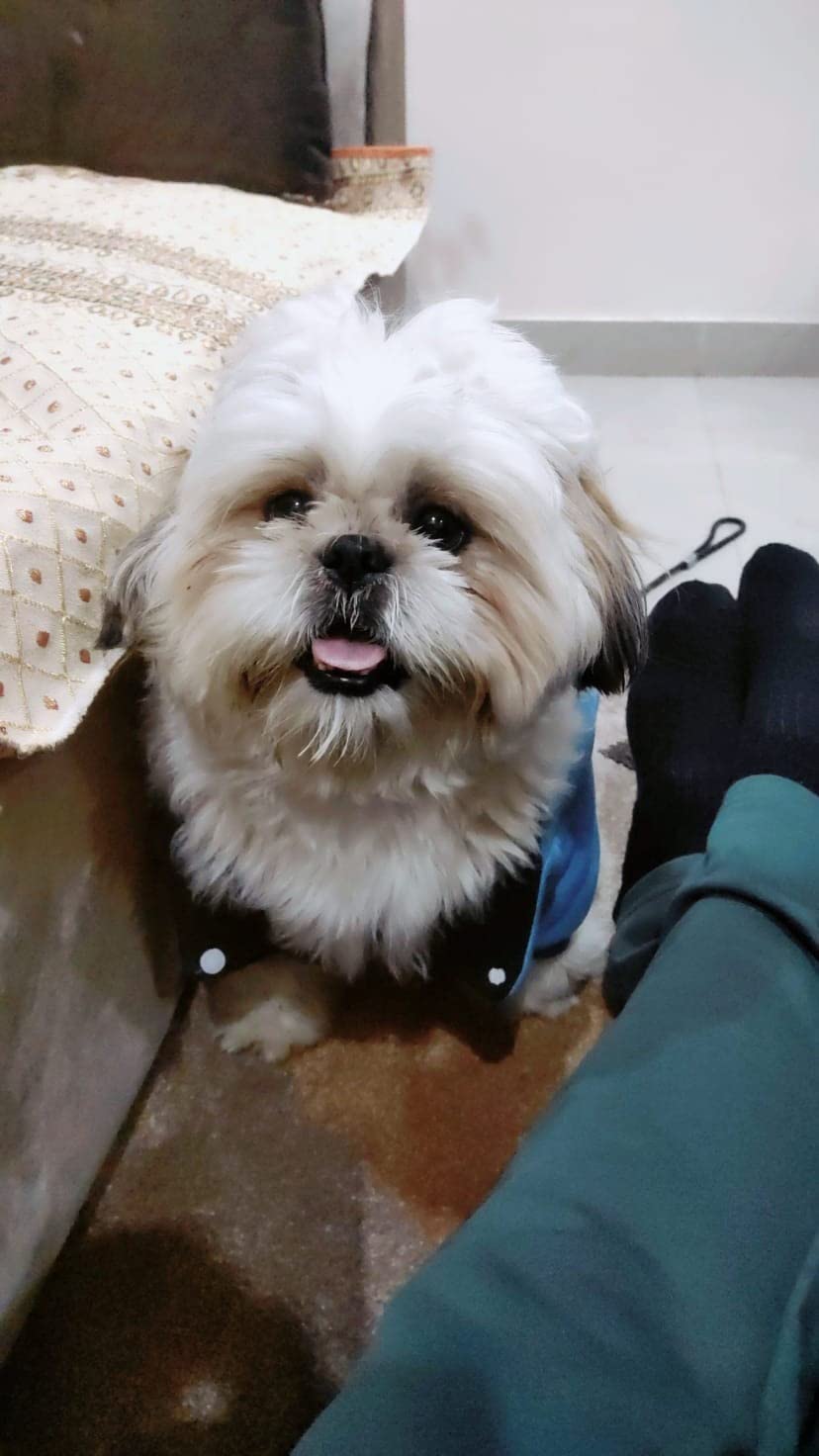 Buy OH MY PET Silk & Shine 2-in-1 Shampoo with Conditioner | for Dogs ...