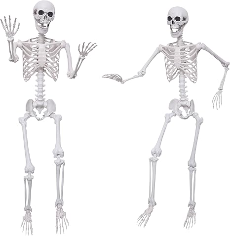 Amazon.com: 2Pack 5.4Ft Life Size Skeletons Posable Skeletons Full Size ...