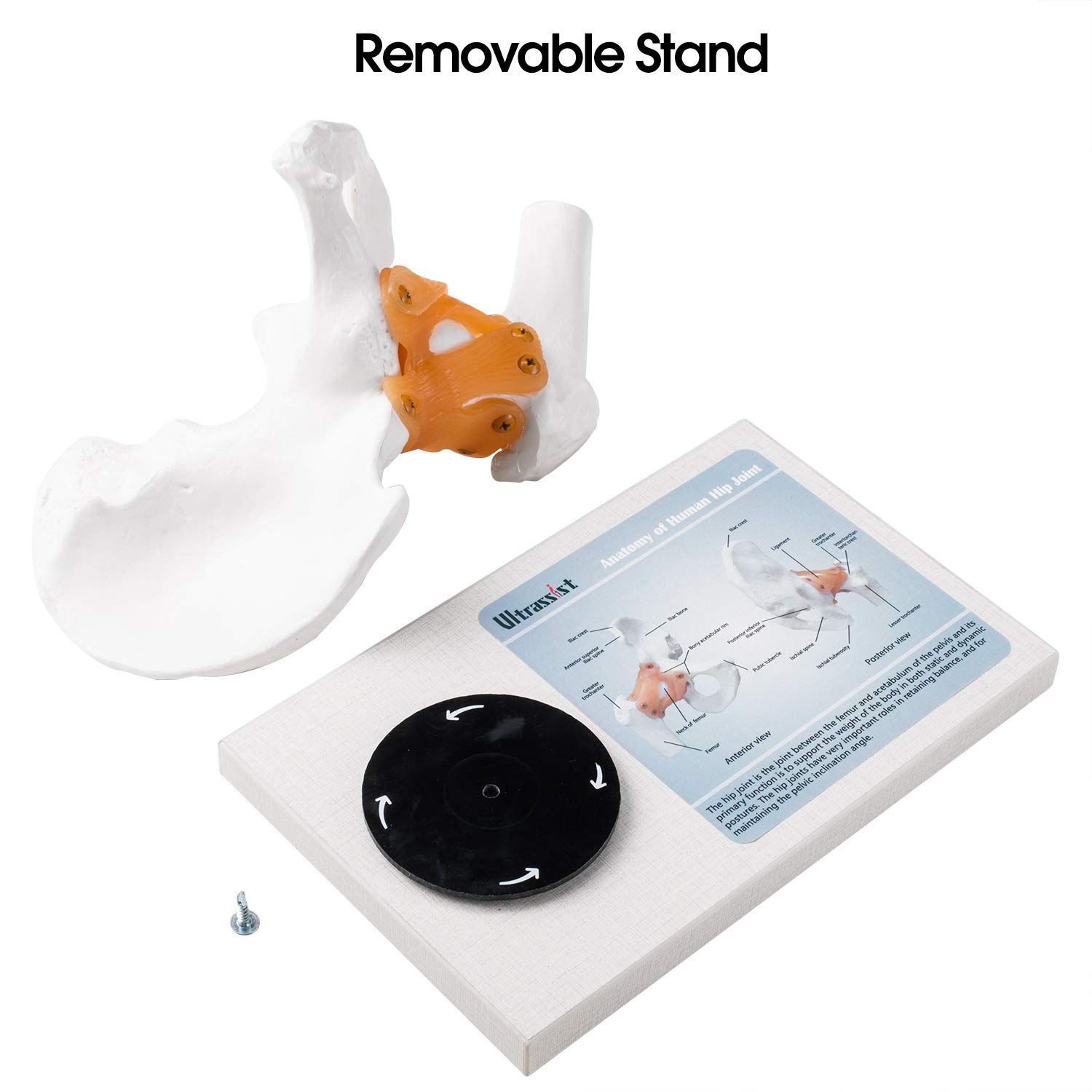 Ultrassist Human Hip Joint Model with Ligaments, Flexible 1:1 ...