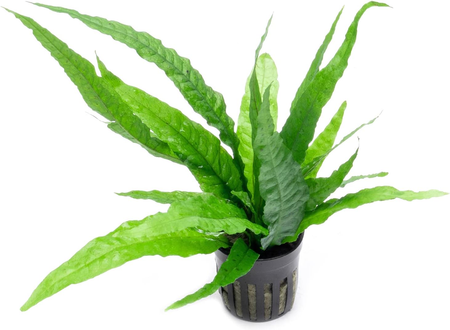 Amazon.com: SubstrateSource Java Fern Live Aquarium Plants - Potted ...
