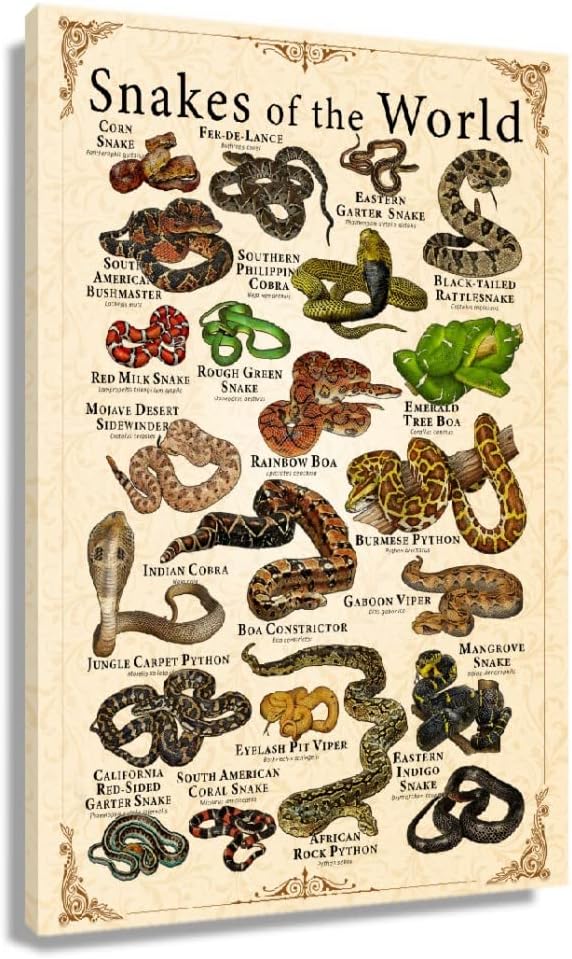 Amazon.com: Snakes Wall Art Knowledge Poster Educational Wall Art ...