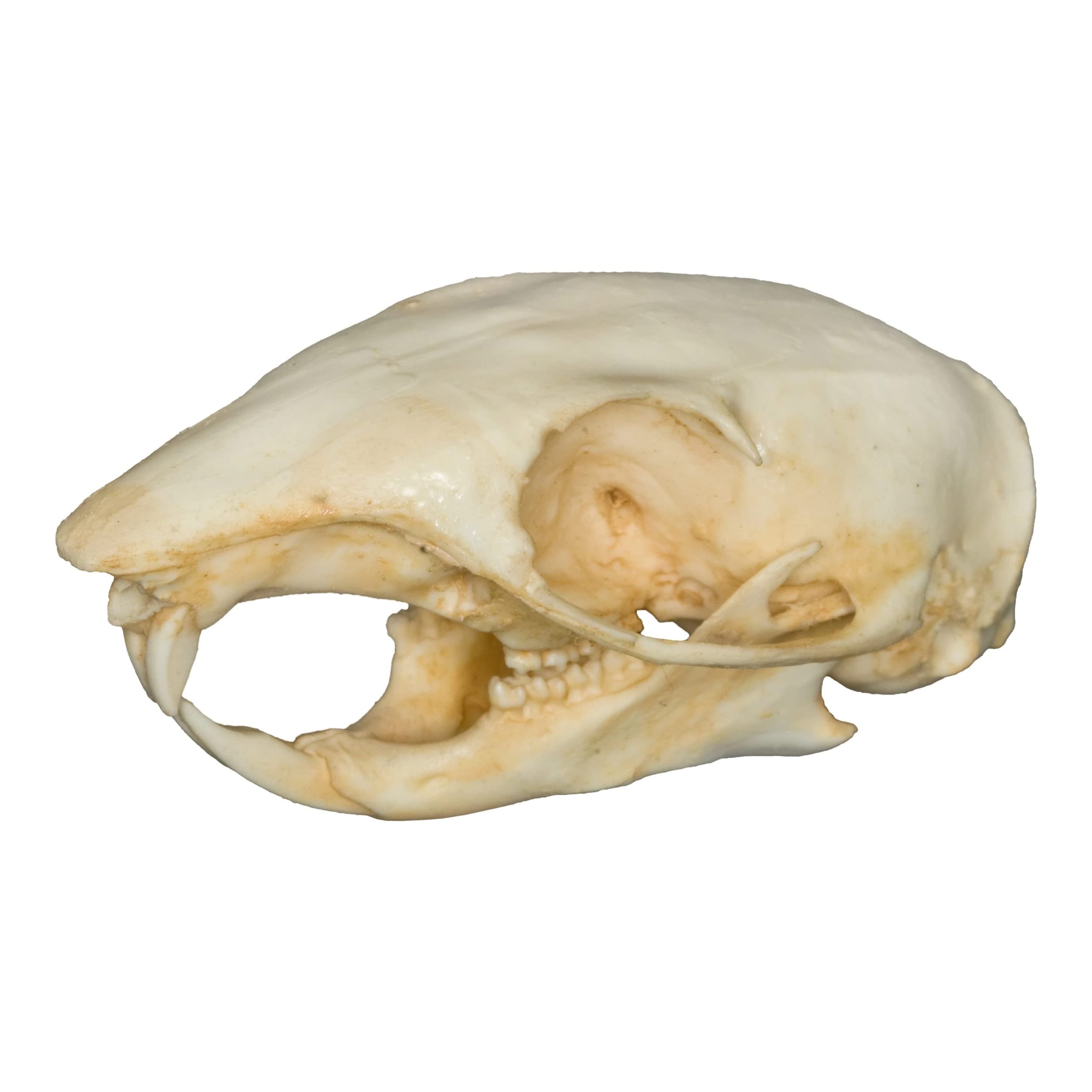 Thirteen Lined Ground Squirrel Skull