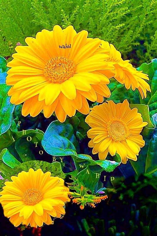 Poster of Flowers, Flowers Poster for Room Wall Decoration, Unframed ...