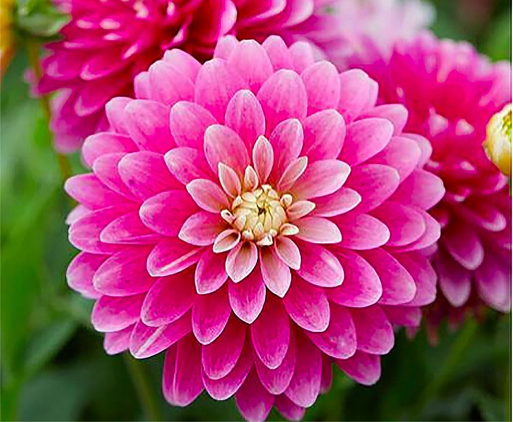 Rembrandt Dahlia 5 Gallon Size Bare Root Tuber Low Growing Desertcart rembrandt-dahlia-5-gallon-size-bare-root-tuber-low-growing-desertcart