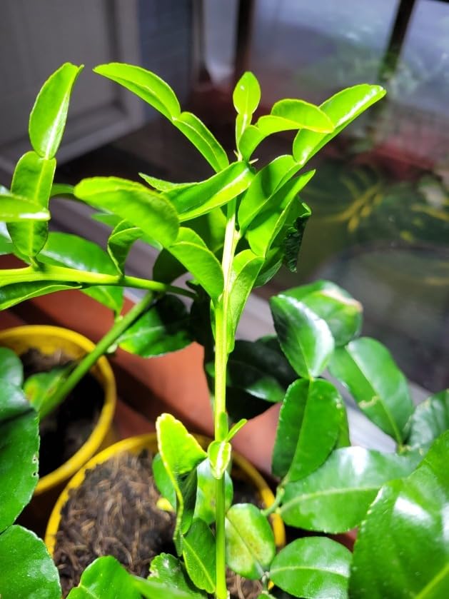 Exotenherz Kaffir-Limette - Citrus hystrix - 1 Pflanze - Kaffernlimette ...