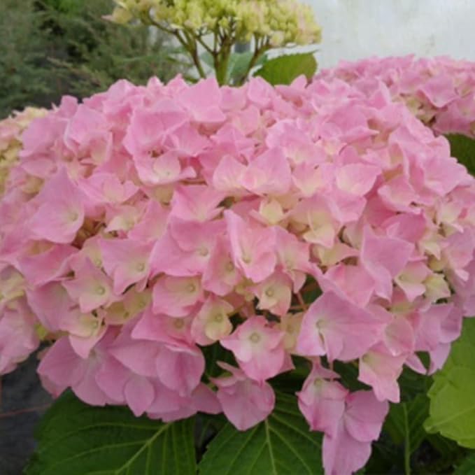 Hydrangea macrophylla Belle Seduction-Hydrangea in 9 cm Pot : Amazon.co ...
