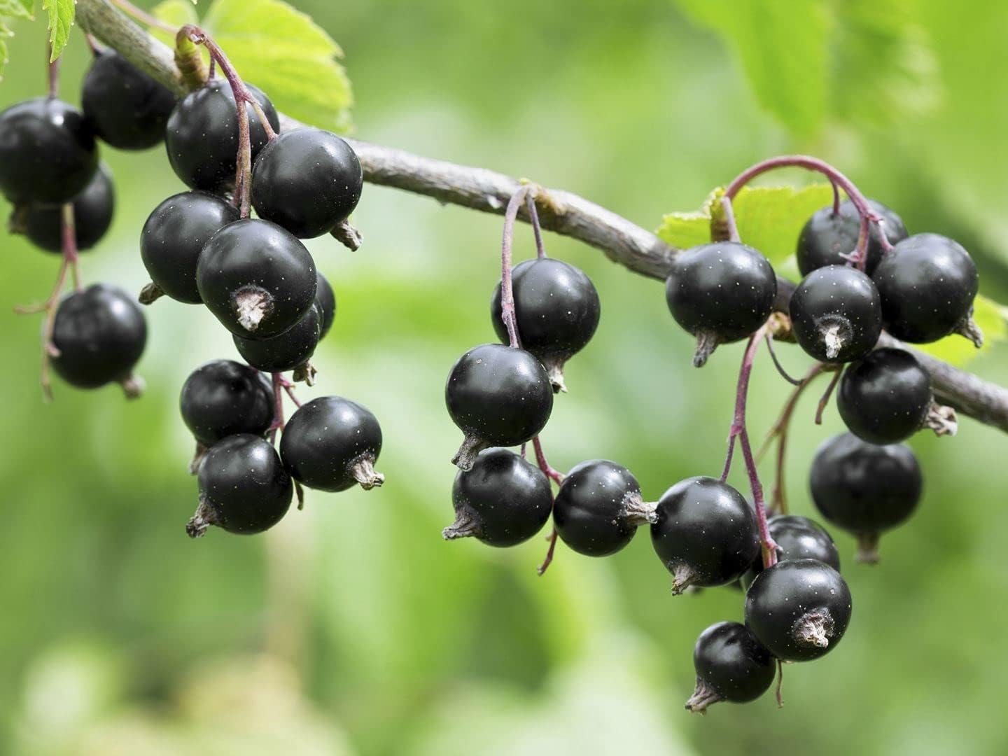 Amazon.com : Black Currant Seeds for Planting (Ribes hudsonianum) 50 ...