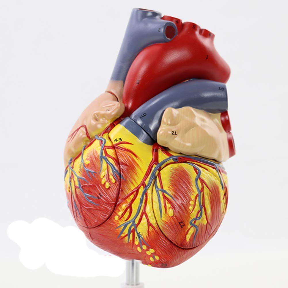 Corazón Anatómico Real