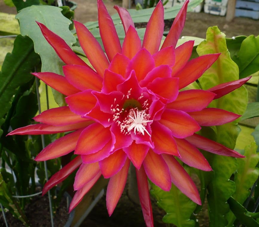 Brahma Kamal (Red) Healthy Flower Plant For Home Gardening (Hybrid ...