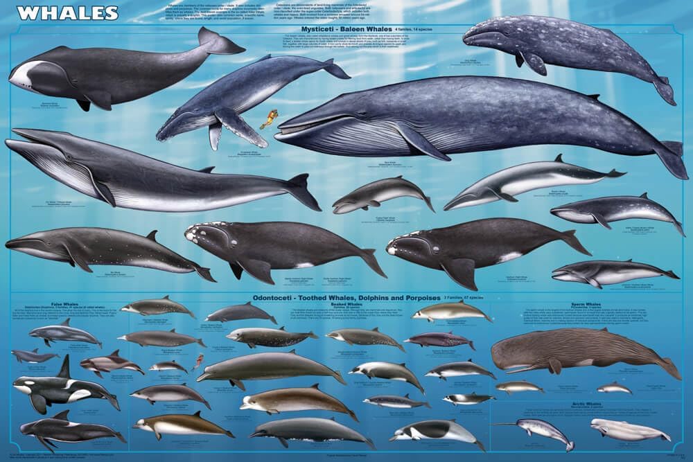 Amazon.com: Laminated Whales Educational Chart Mammals Ocean Classroom ...