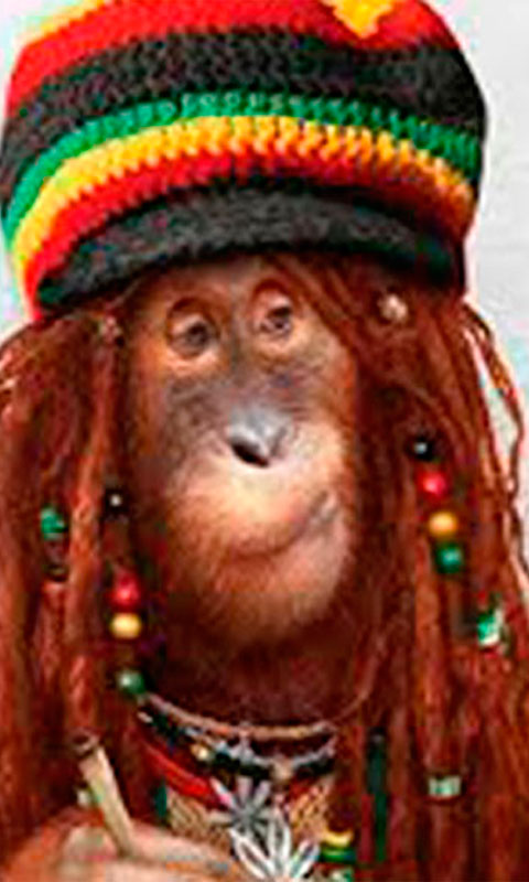 Funny monkeys Puzzle:Amazon.com:Appstore for Android