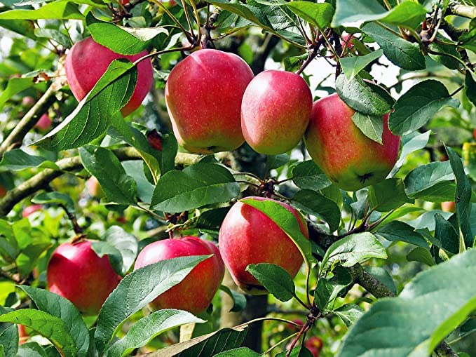 Guru 24 Hours Live Himachal Apple/Seb Fruit Plant For Home Garden ...