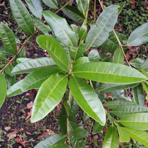 Creative Farmer Pleasant Aromatic Live Plant Sarvasughandhi Pimenta ...