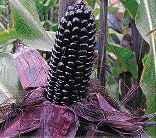Buy Solution Farm Rare Giant Peruvian Purple Maize Corn , 10 ,Heirloom ...