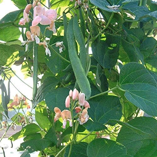 Runner Bean Seeds 'Moonlight' Half-Hardy Annual Vegetable Garden Plants ...