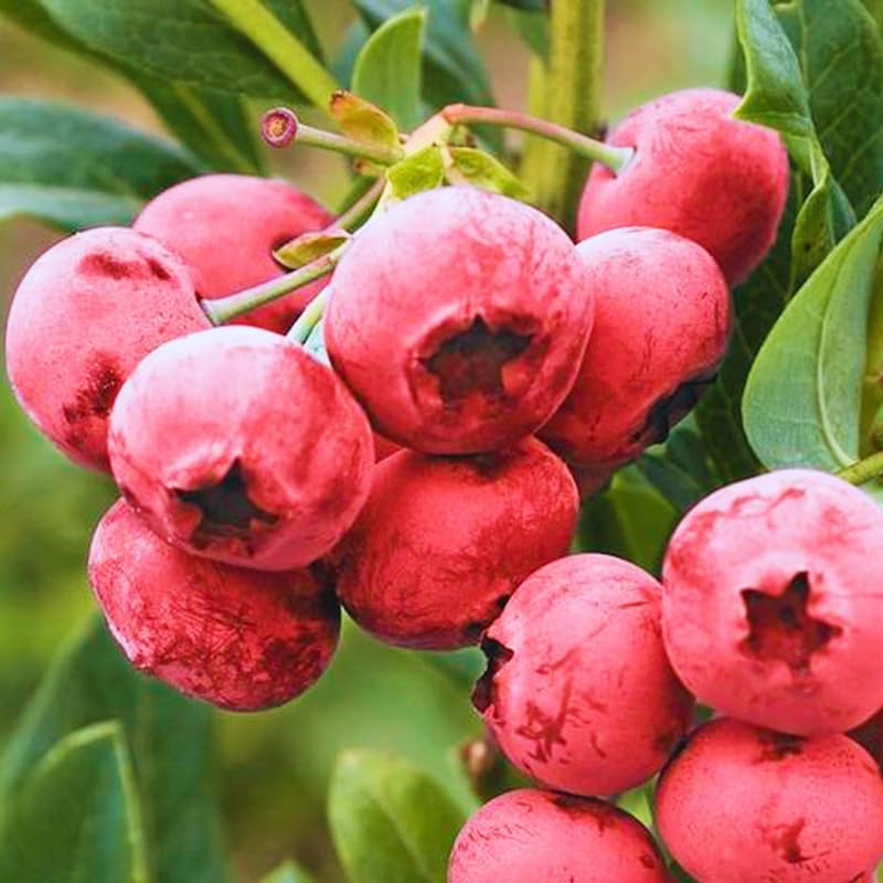 Amazon.com : 3 Pink Lemonade Blueberry Plants Live for Planting, Pink ...