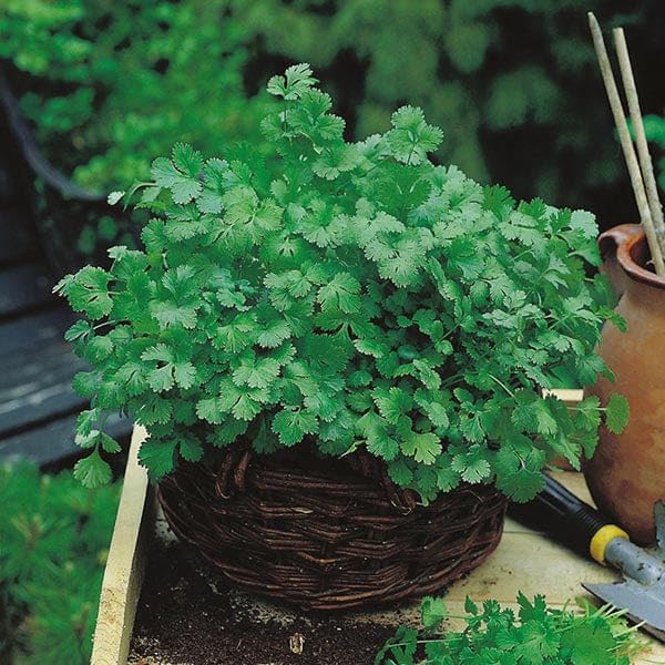 Dhaniya seeds for planting, planting seeds of dhaniya (Pack of 400 ...