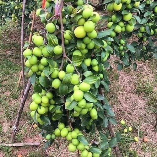 Live Apple Ber Thailand variety fruit known as the Indian jujube ...