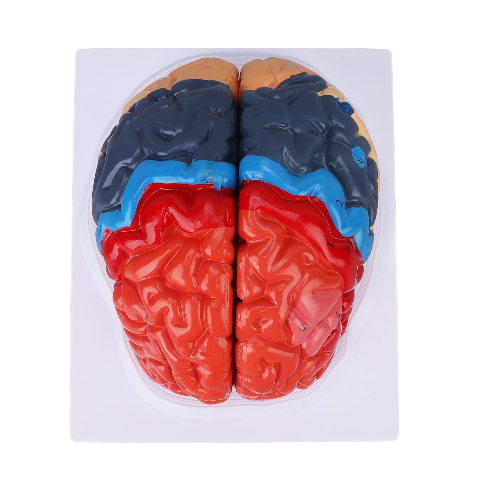 Buy Anatomical model of the human brain, the left and right brains are ...