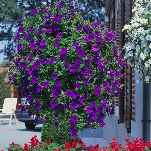 Petunia 'Trailing Surfinia Blue' - Longest Trailing Stems, Cool Blue ...