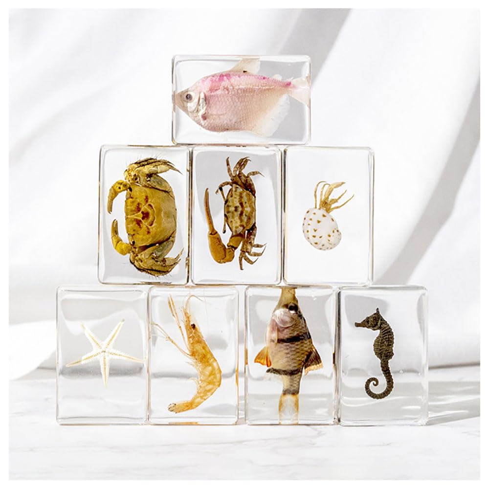 Amazon.com: Lllunimon 8 Pieces Real Marine Animal in Resin Specimen ...