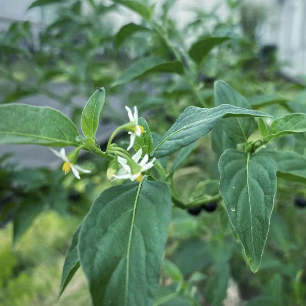 Black Nightshade Flower Amazon.com : CHUXAY GARDEN Black