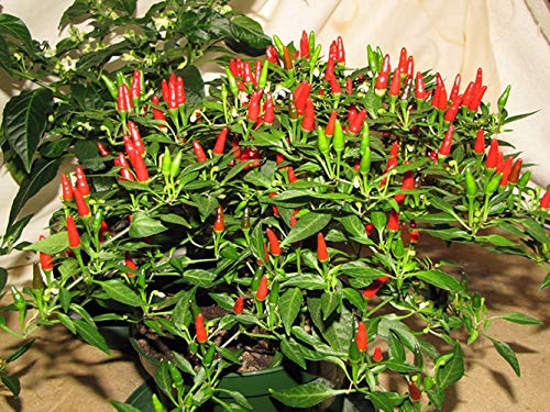 Birds Eye Chilli Seeds (Pack of 20 Seeds) : Amazon.in: Garden & Outdoors