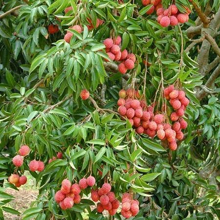 Green Volcano Grafted Sweet Tasty Hybrid Litchi Plant. Pack of 1 ...