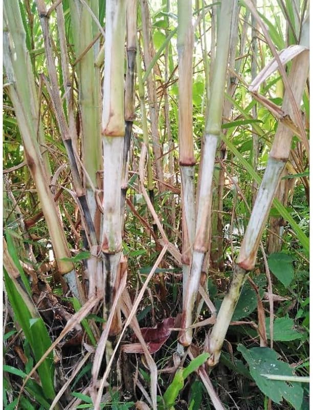 Smart napier grass stick Pack of 75 : Amazon.in: Garden & Outdoors