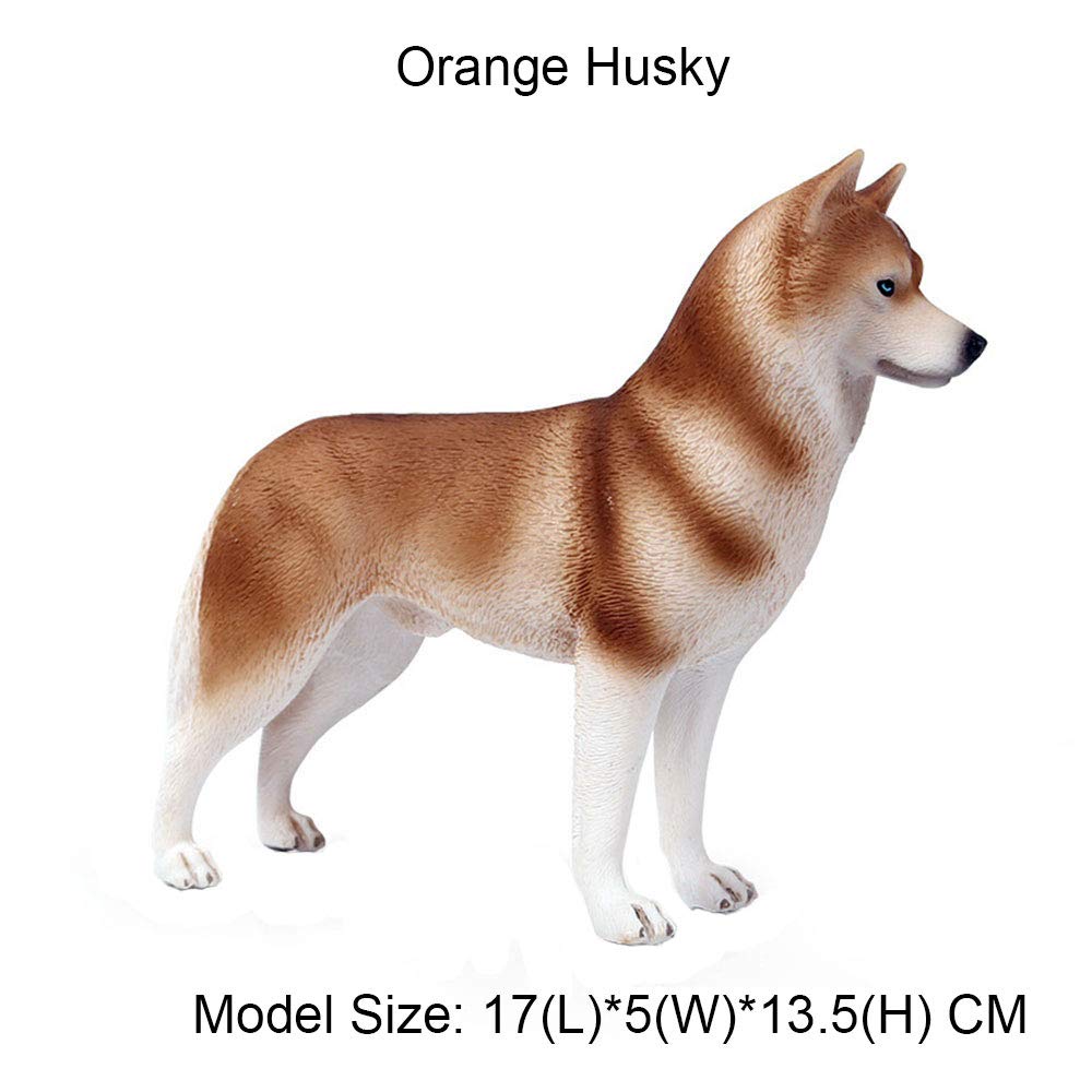 Orange Huskies Dog