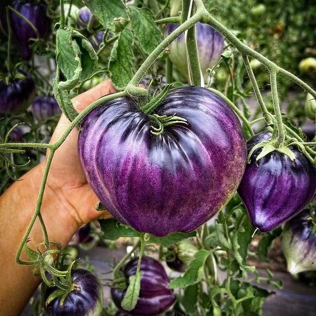 Ritz Farming® Imported Tomato vegetable seeds for Home and Gardening100 ...