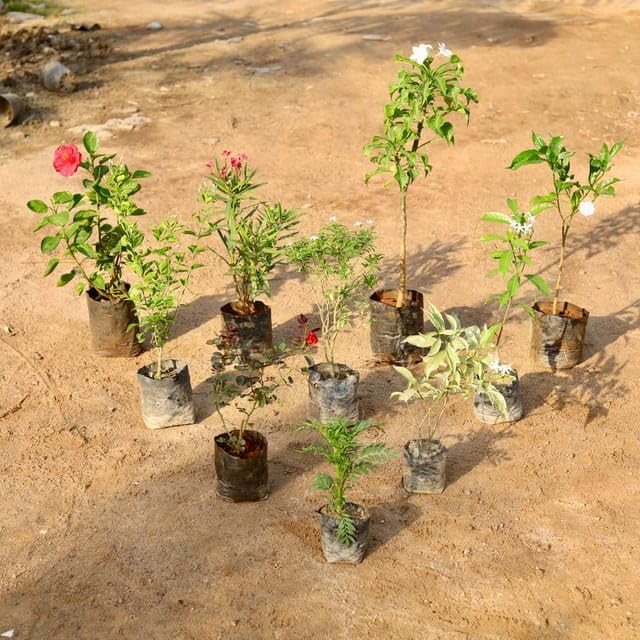 Set of 10 - Hybrid Hibiscus, Juhi/Jasmine, Variegated Chandni, English ...