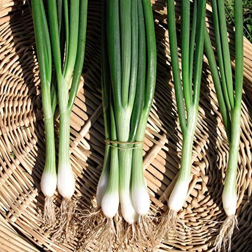 Organic Spring Onion Seeds 'White Lisbon' Allium cepa Bunching Onion ...