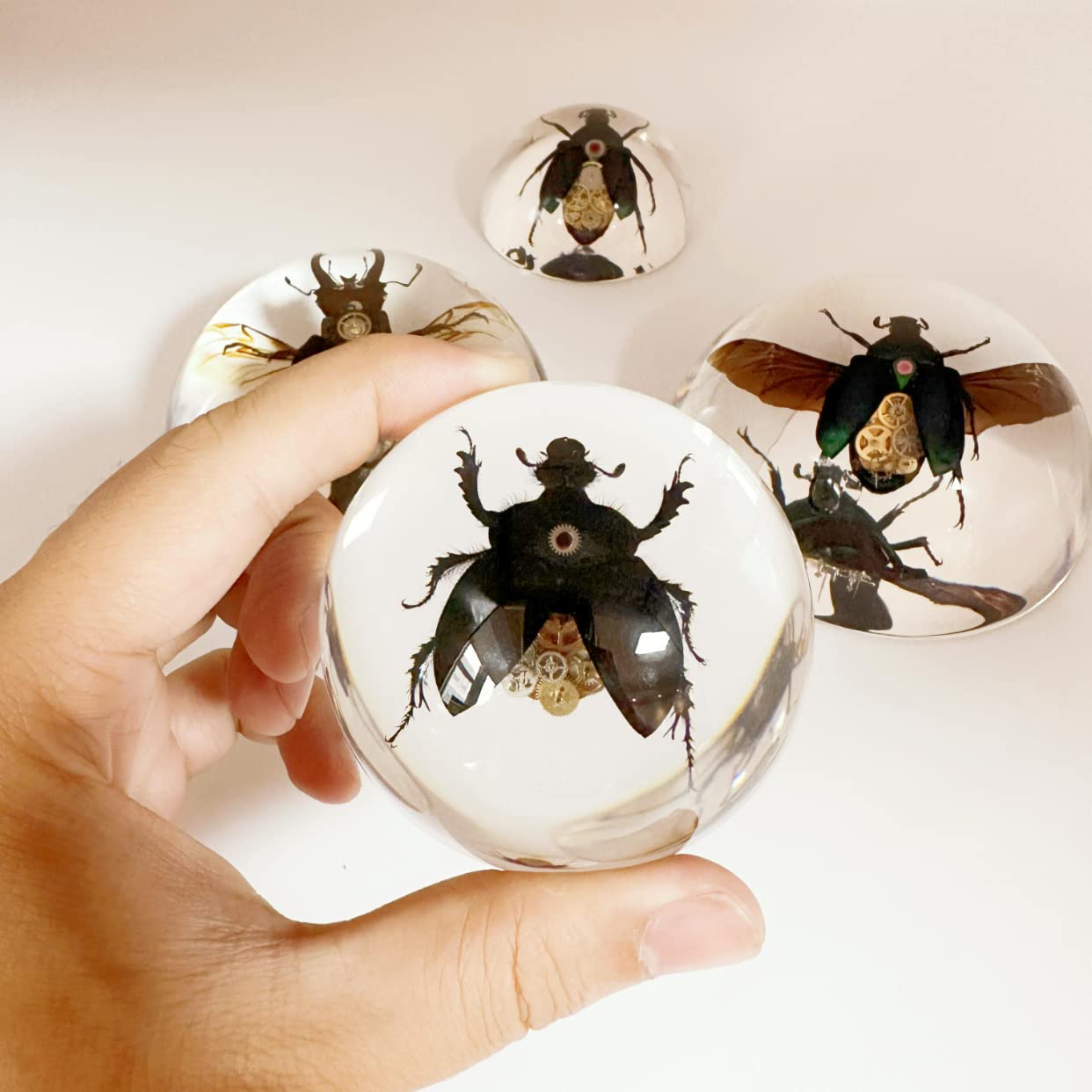 Amazon.com: Steampunk Insects Specimen, Scarab, Coleoptera, Scientific ...